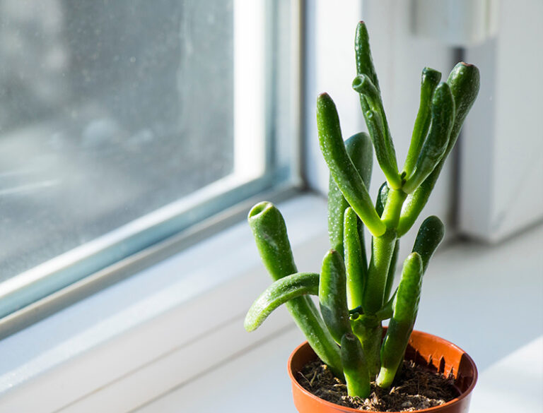 Gollum Jade Guide: How to Grow & Care for Gollum Jade Plants