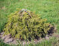 20 Best Types of Weeping Tree Choices for Your Garden