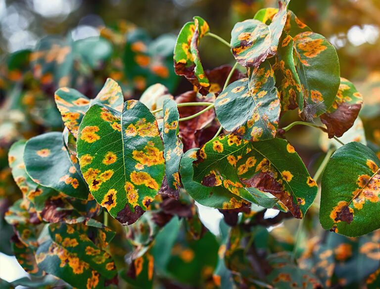 How Do I Get Rid of Rust Fungus Disease? Everything You Need To Know