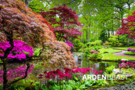 Best Plants for a Japanese Zen Garden: Top Picks & Growing Tips