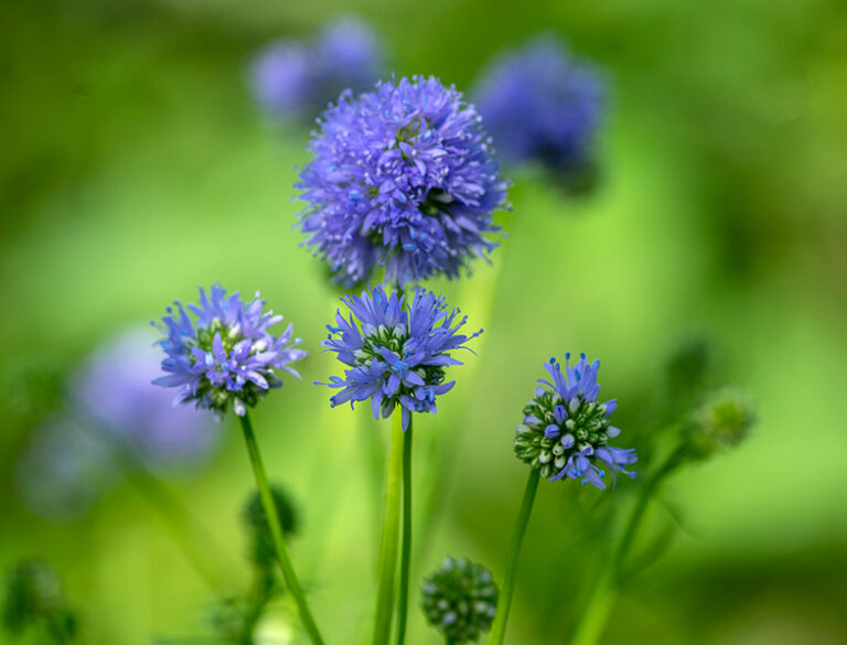Best Blue Flowers For Your Garden: Our Top Picks for Adding Color