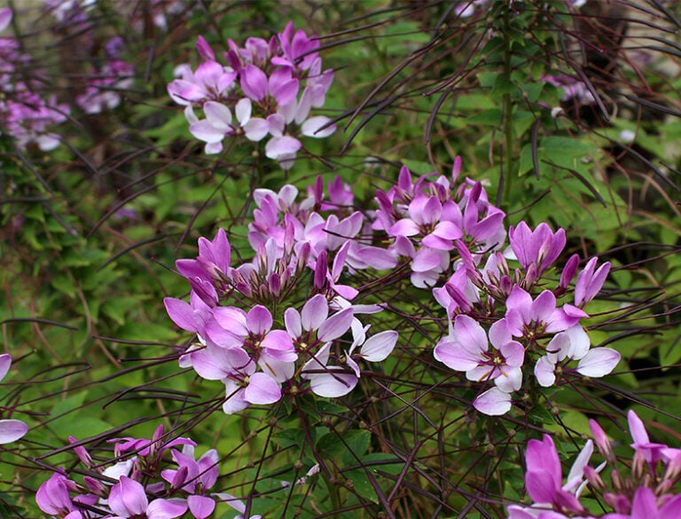 Cleome Guide: How to Grow & Care for “Spider Flowers”