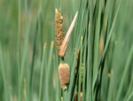 Dwarf Cattail Guide: How to Grow & Care for “Typha Minima”