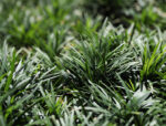 Mondo Grass Guide: How to Grow & Care for "Monkey Grass"