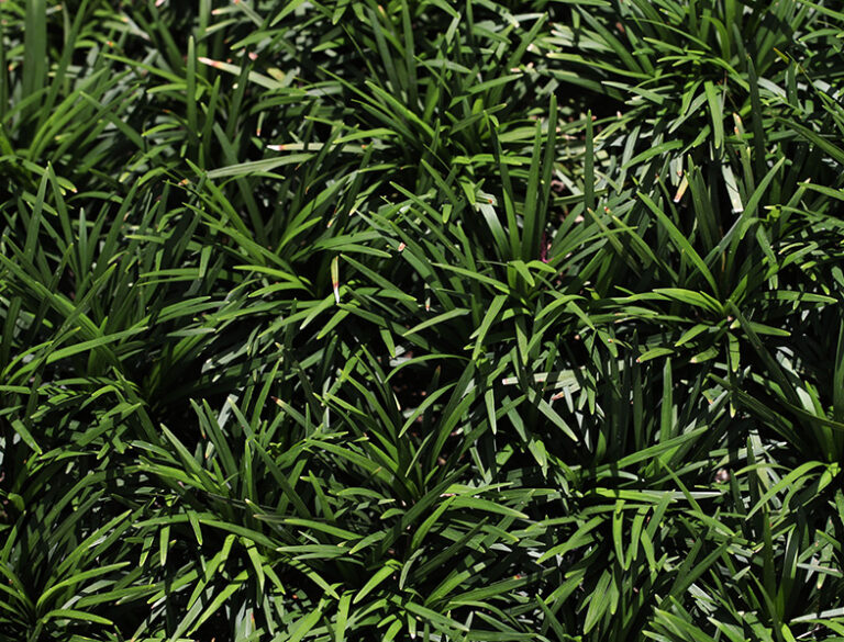 Monkey Grass Guide: How to Grow & Care for "Lilyturf"