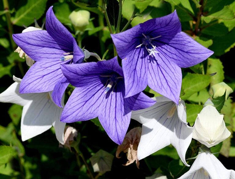 Balloon Flowers Guide: How to Grow & Care for “Platycodon Grandiflorus”