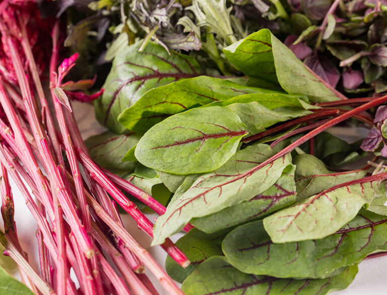 Red Veined Sorrel Guide: How To Grow & Care For "Rumex sanguineus"
