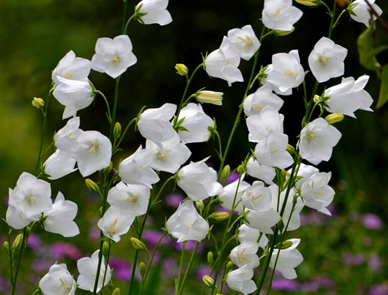 Campanula Guide: How to Grow & Care for "Bellflower"