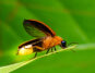 How to Attract Fireflies into Your Yard: All You Need to Know