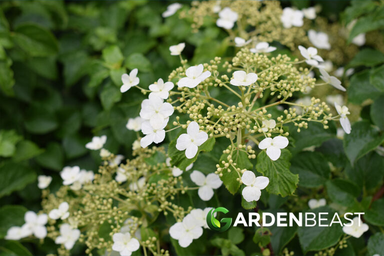 Climbing hydrangea Guide: How to Grow & Care for “Hydrangea Anomala"