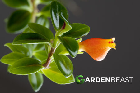 Goldfish Plant Guide: How to Grow & Care for “Columnea Gloriosa”