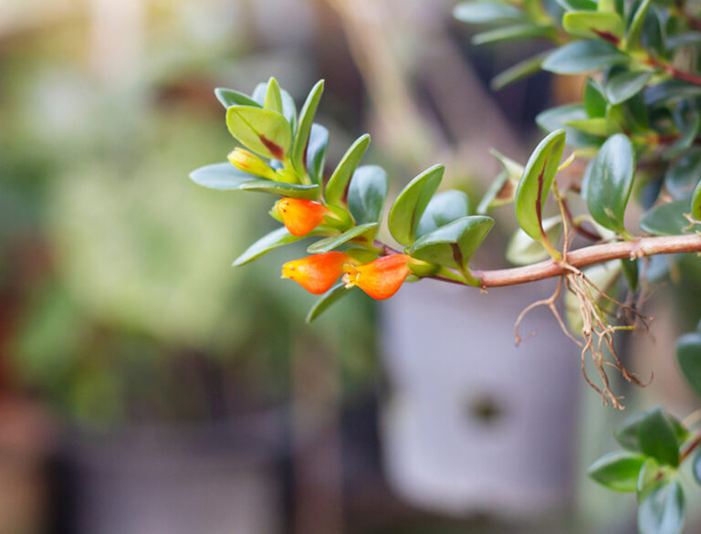 Goldfish Plant Guide: How to Grow & Care for “Columnea Gloriosa”