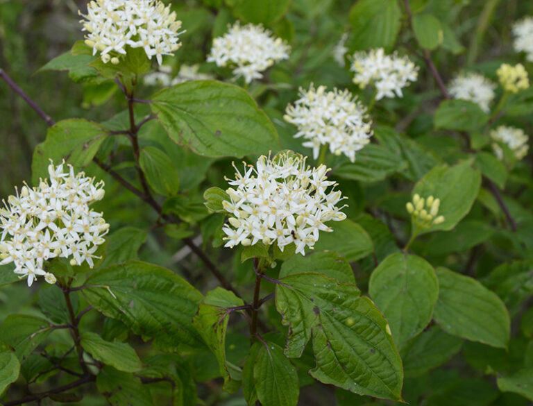 Ninebark Guide: How to Grow & Care for “Physocarpus Opulifolius”