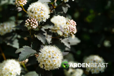 Ninebark Guide: How to Grow & Care for “Physocarpus Opulifolius”