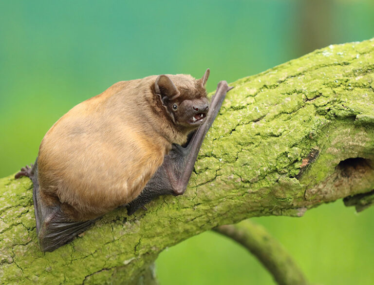 How to Attract Bats to Your House: Here's Why You Should