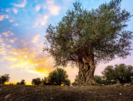 Mediterranean Garden Ideas: How to Create One? What You Need to Know