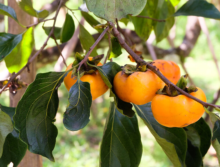 Persimmon Tree Guide: How to Grow & Care for “Diospyros Kaki”