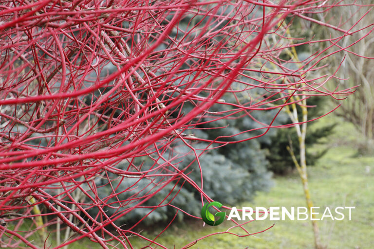 Red Twig Dogwood Guide: How to Grow & Care for “Cornus Sericea”