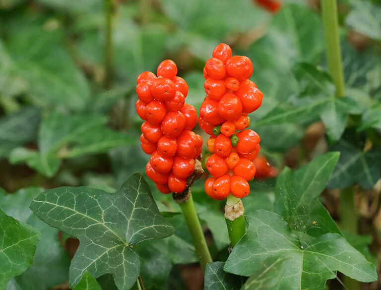 What is the Universal Edibility Test (UET)? How to Tell if a Plant is ...