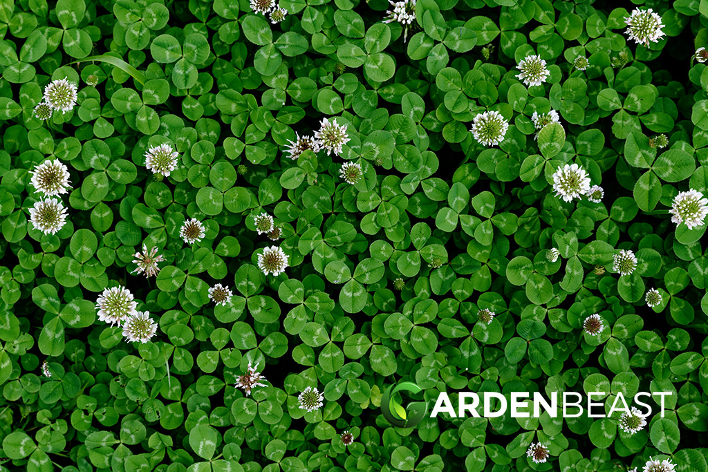 Clover Guide How To Grow Care For Clovers Popular Types