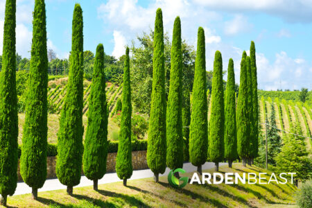 Italian Cypress Guide: How to Care for "Cupressus sempervirens"