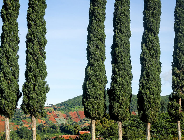 Italian Cypress Guide: How to Care for "Cupressus sempervirens"