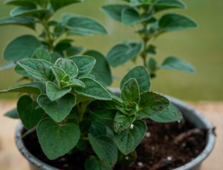 Oregano Guide: How to Grow & Care for “Origanum Vulgare”