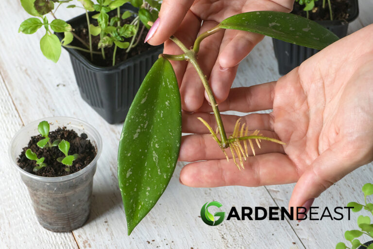 Campanula Guide: How to Grow & Care for "Bellflower"