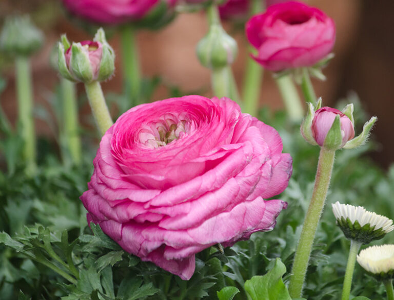 Persian Buttercup Guide: How to Grow & Care for “Ranunculus asiaticus”