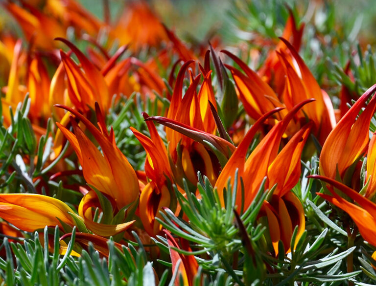 Lotus Berthelotii Guide: How to Grow & Care for “Parrot’s Beak”