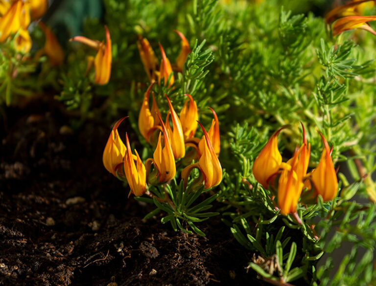 Lotus Berthelotii Guide: How to Grow & Care for “Parrot’s Beak”