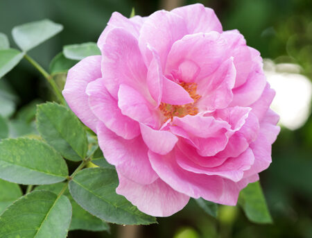 Damask Rose Guide: How to Grow and Care for “Rosa Damascena”