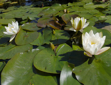 Nymphaea Guide: How to Grow & Care for “Water Lily”