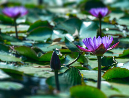 Nymphaea Guide: How to Grow & Care for “Water Lily”