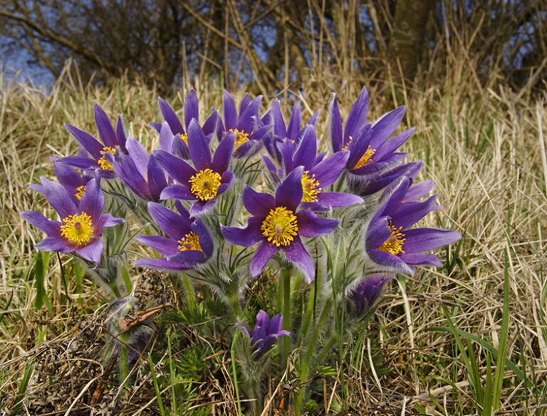 Pulsatilla Guide: How to Grow & Care for “Pasque Flower”