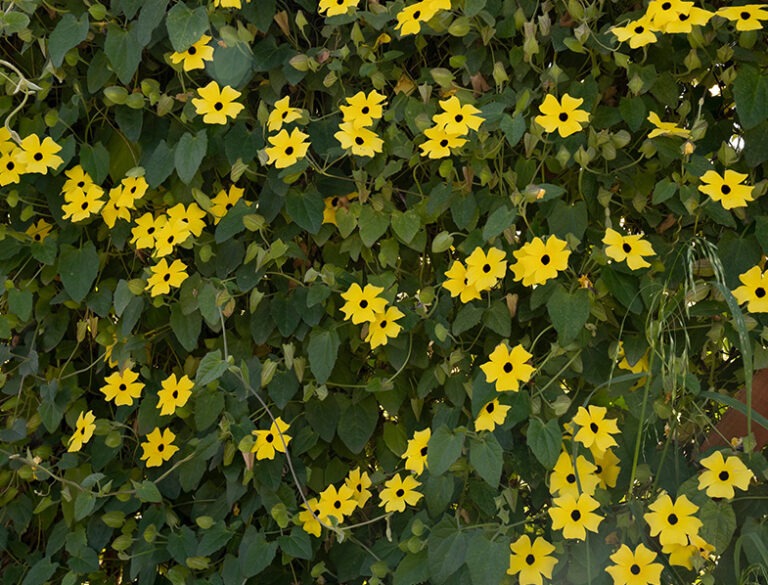 Black Eyed Susan Vine Guide: How to Grow & Care for “Thunbergia Alata"