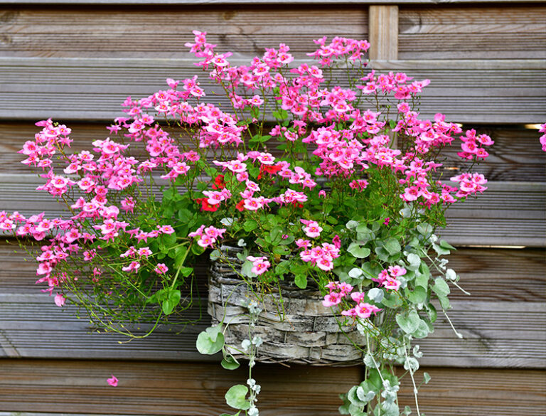 Diascia Plant Guide: How to Grow & Care for “Twinspur”