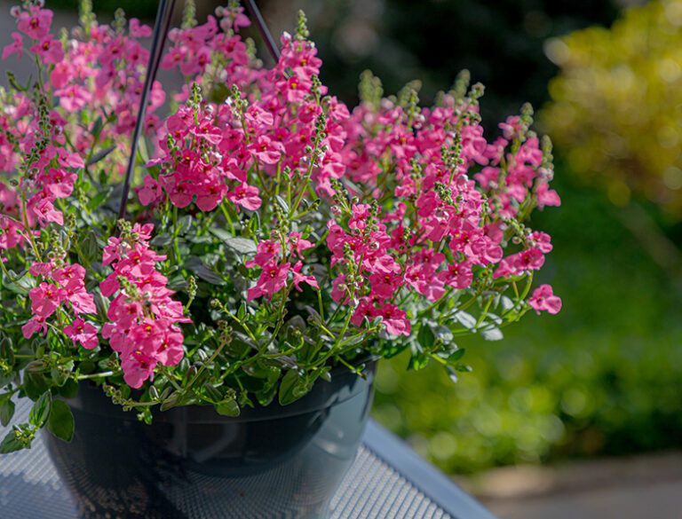 Diascia Plant Guide: How to Grow & Care for “Twinspur”