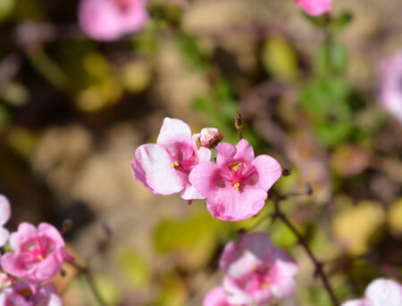 Diascia Plant Guide: How to Grow & Care for “Twinspur”