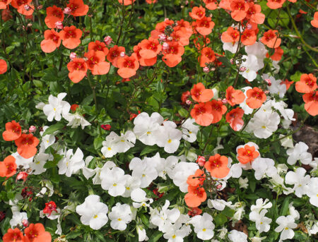 Diascia Plant Guide: How to Grow & Care for “Twinspur”