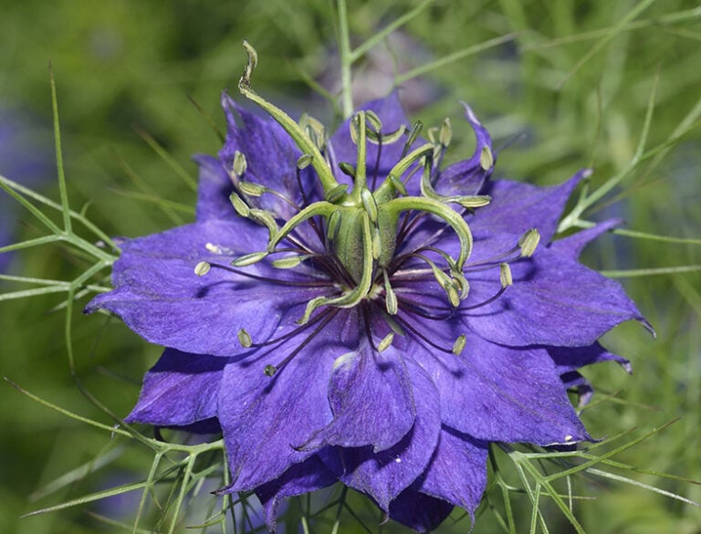 Nigella Damascena Guide: How to Grow & Care for “Love-in-a-Mist”