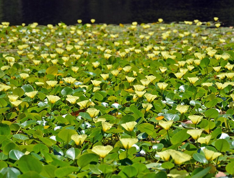 Hydrocleys Nymphoides Guide: How to Grow & Care for “Water Poppy”