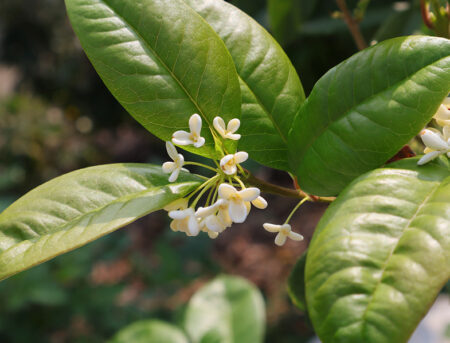 Fragrant Tea Olive Guide: How to Grow & Care for “Osmanthus Fragrans”