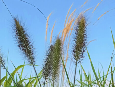 Types of Grasses to Grow: Edible, Medicinal, Decorative & Ornamental