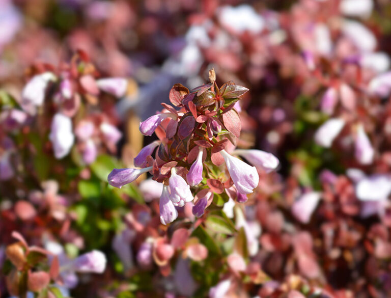 Linnaea × Grandiflora Guide: How to Grow & Care for “Glossy Abelia”