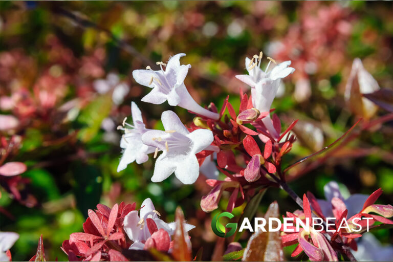 Linnaea × Grandiflora Guide: How to Grow & Care for “Glossy Abelia”