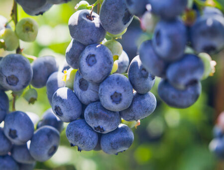 Highbush Blueberries Guide: How to Grow & Care for “Vaccinium Corymbosum”