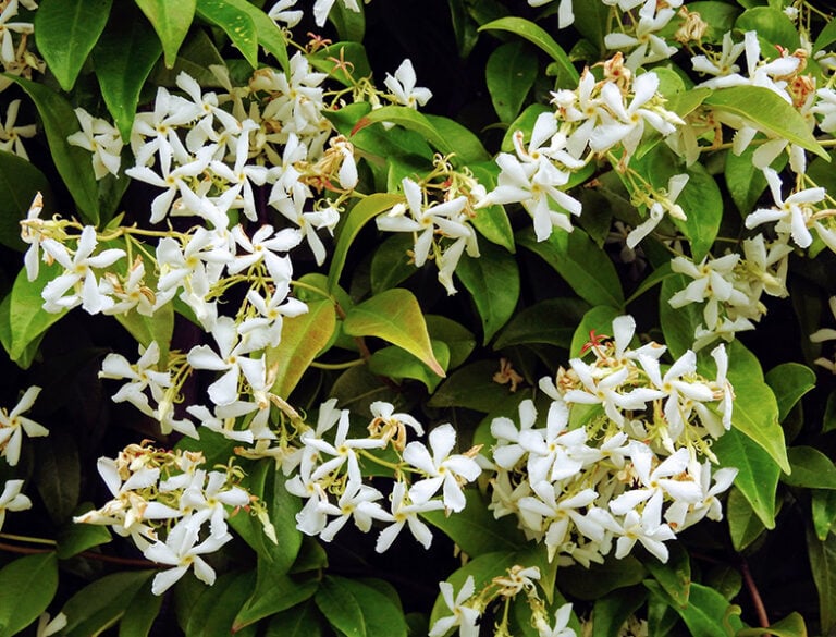 Star Jasmine Guide: How to Grow & Care for “Trachelospermum Jasminoides”