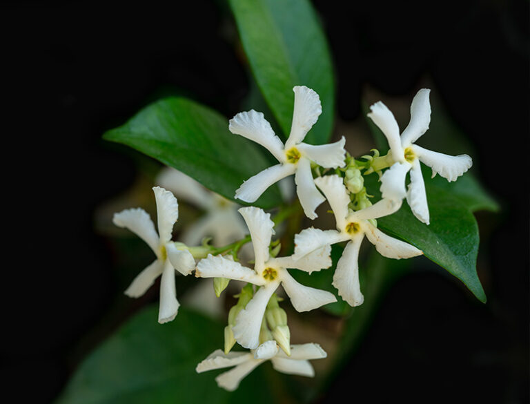 Star Jasmine Guide: How to Grow & Care for “Trachelospermum Jasminoides”