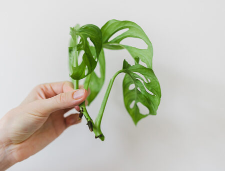 How to Propagate Monstera: Complete Beginner's Guide